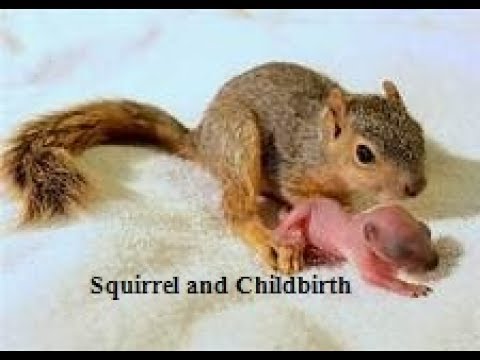 Squirrel And Childbirth Squirrels Give Birth Youtube
