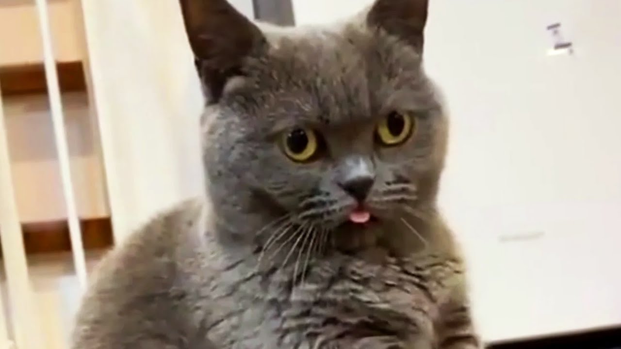 Cats That Have No Brain Cells Funny Cat Videos July 2021 2 Youtube