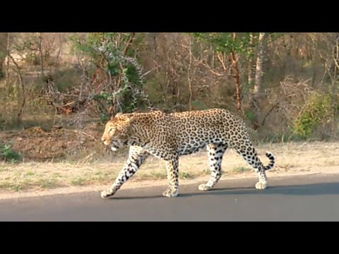 Lake Panic Male Leopard Kruger Park Youtube