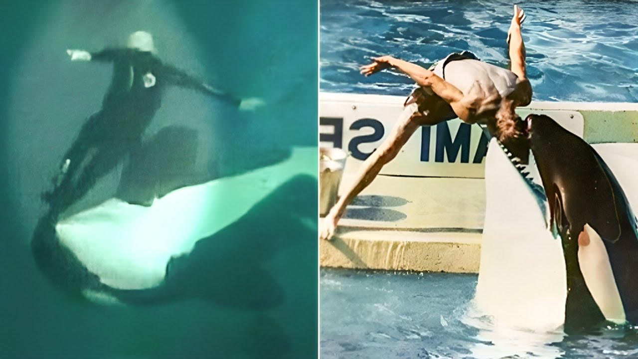 The Most Gruesome Orca Attacks Ever Recorded Marathon Youtube