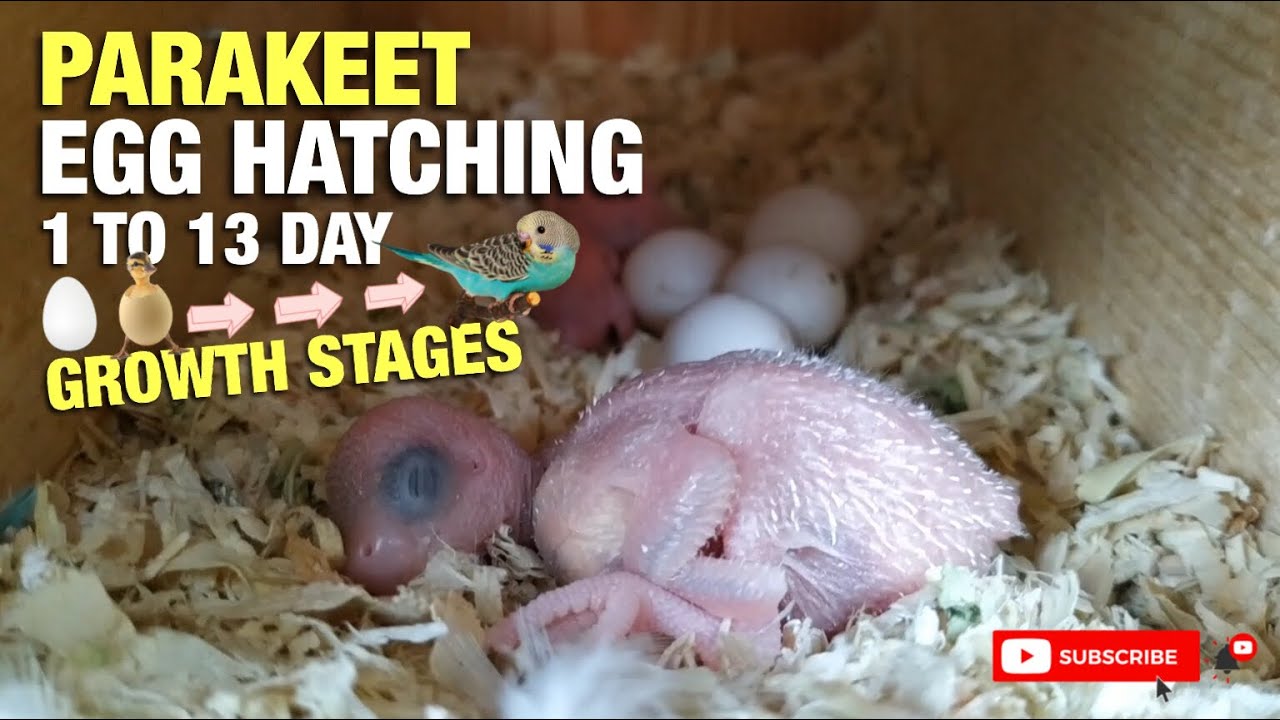 Parakeet Egg Hatching Youtube
