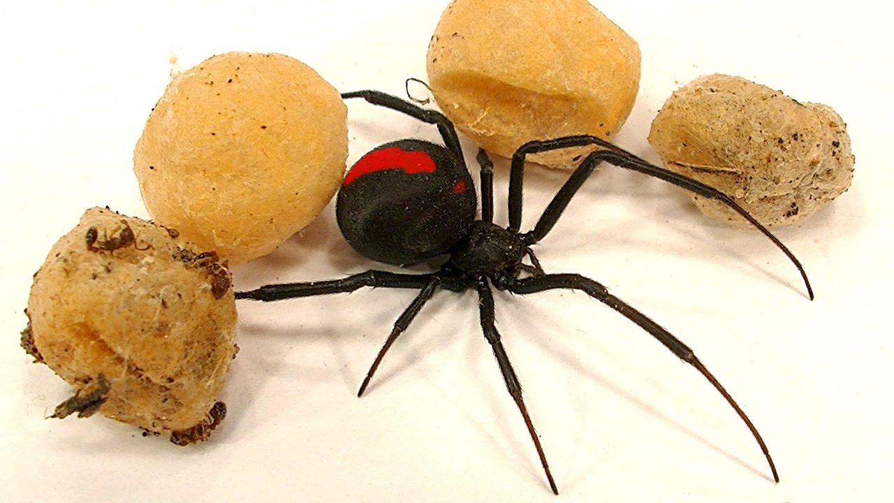 Brown Recluse Spider Eggs