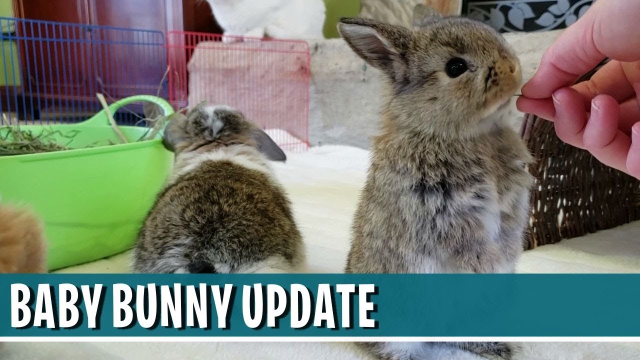 Baby Bunny Update 1 Month Old Holland Lop Bunnies Youtube