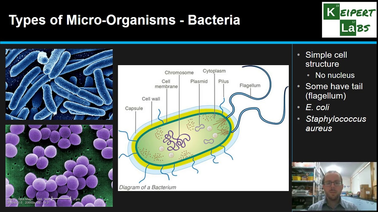 Types Of Micro Organisms Youtube