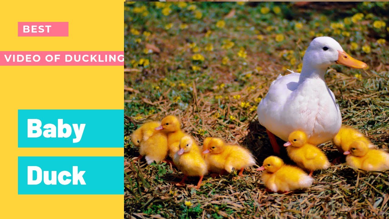 Baby Duck Video Duckling Best Video Duck Lovely Duck Youtube