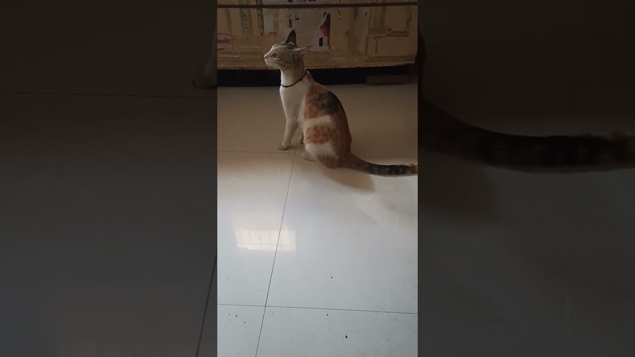 Viral Short Cat Housepetscare