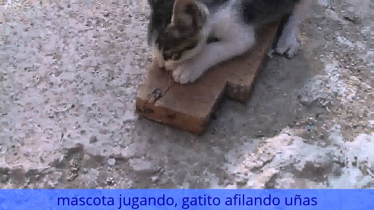 Mascota Jugando Gatito Afilando Uñas Youtube
