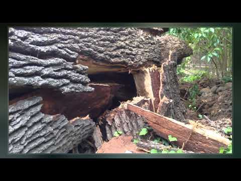 Exploding Tree Youtube