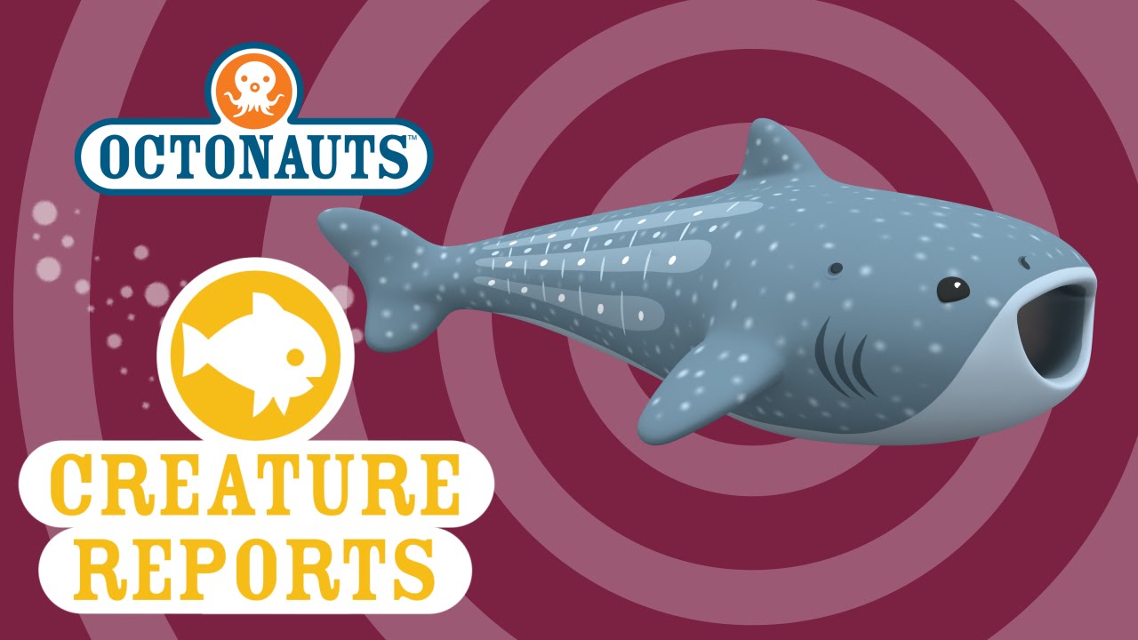 Octonauts Creature Report Whale Shark Youtube