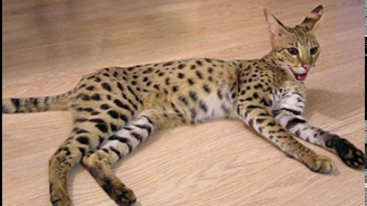 What Is The Largest Domestic Cat Breed In The World At Dollie Guth Blog
