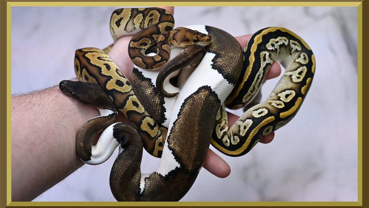 2022 Ball Python Season Holdbacks And Pickups Part 1 Youtube