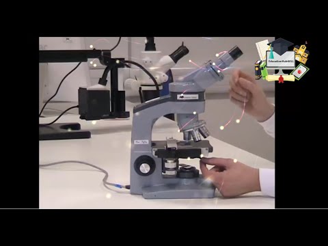 How Does A Light Microscope Work Step By Step Hands On Lab Youtube
