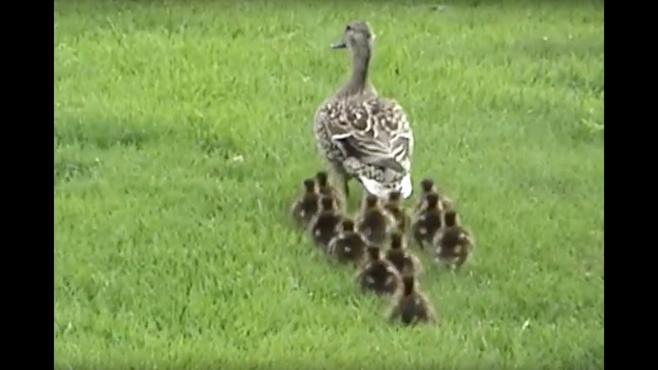Mallards On A Mission Youtube