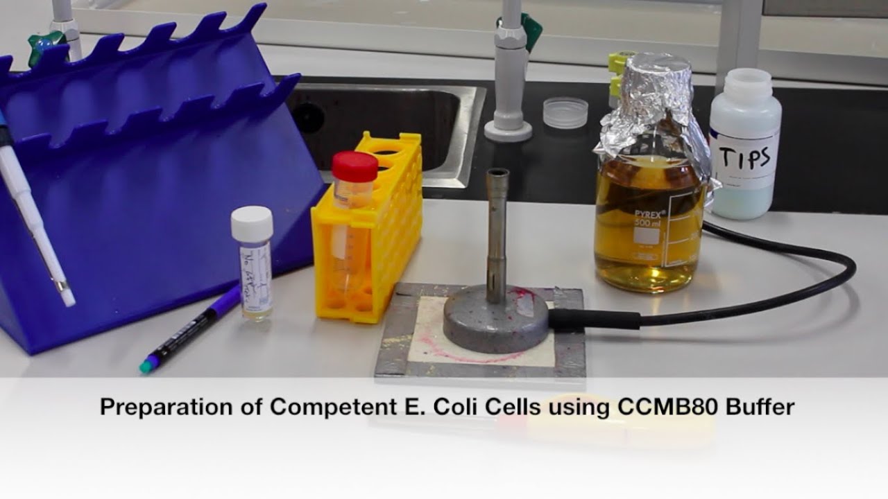 Protocol 5 Preparation Of Competent E Coli Cells Youtube