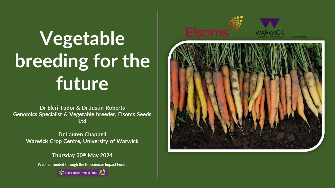 Vegetable Breeding For The Future Youtube