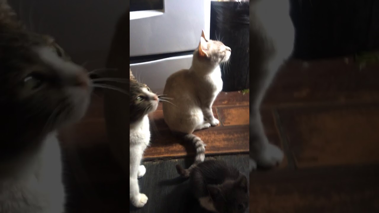 Mis Gatitos рџђ рџґґрџґґ Youtube