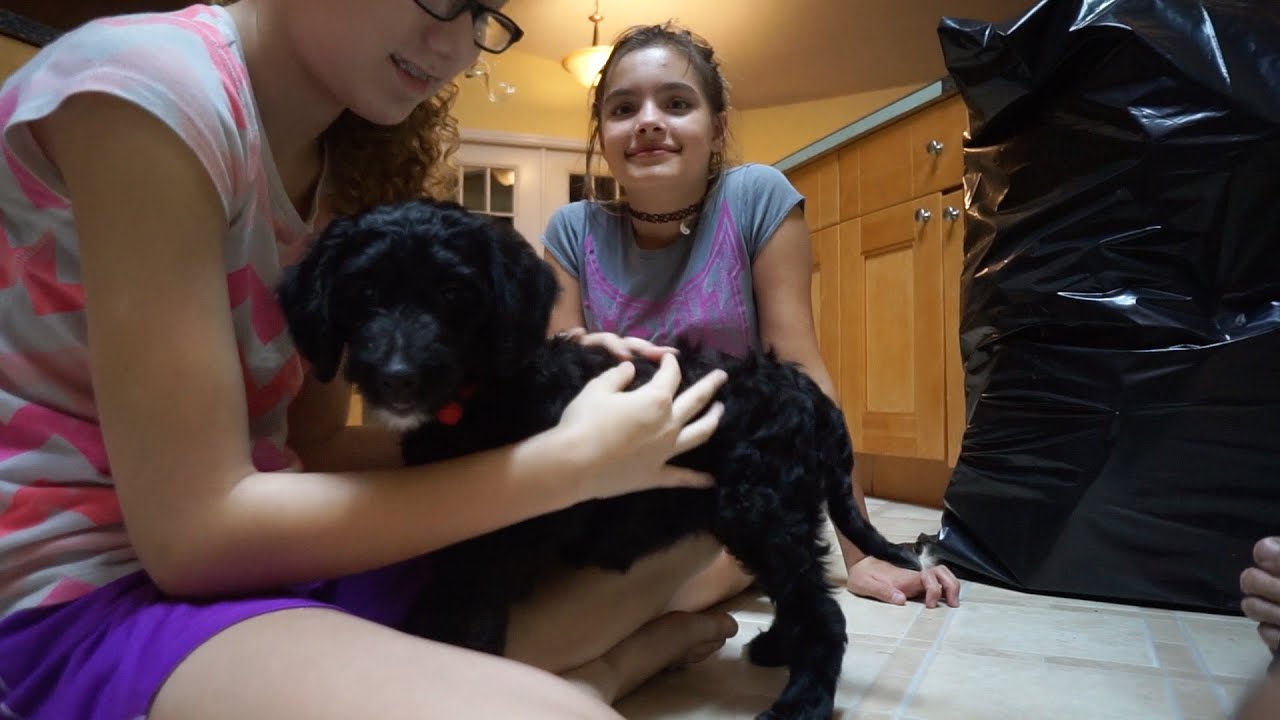Surprise Goldendoodle Puppy Youtube