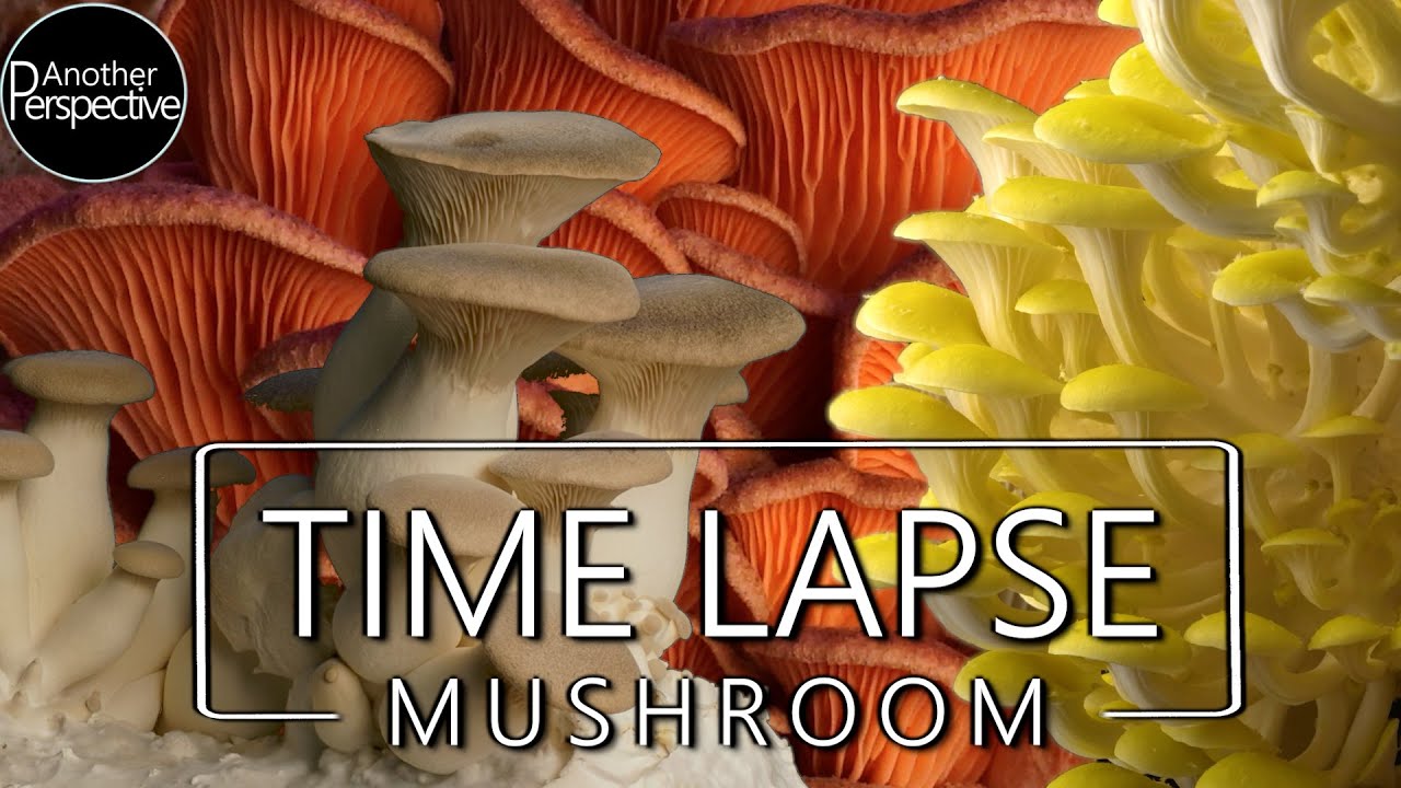 365 Days Mushroom Growth Time Lapse Another Perspective Youtube