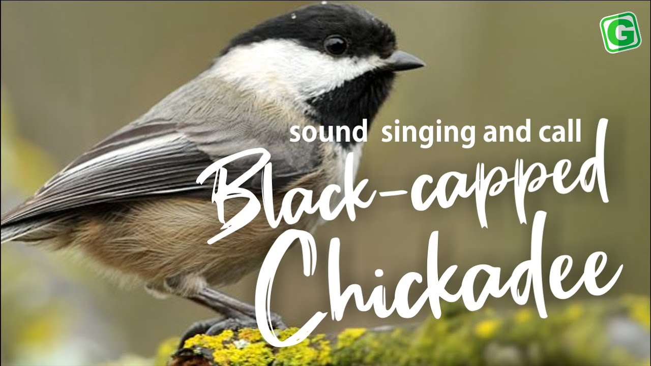 Black Capped Chickadee Calls Song And Sounds Chickadee Dee Dee Call