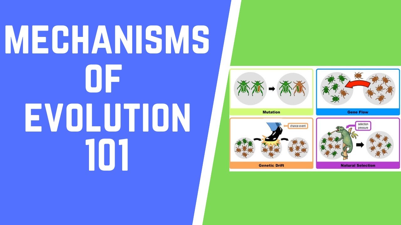 Mechanisms Of Evolution Speciation