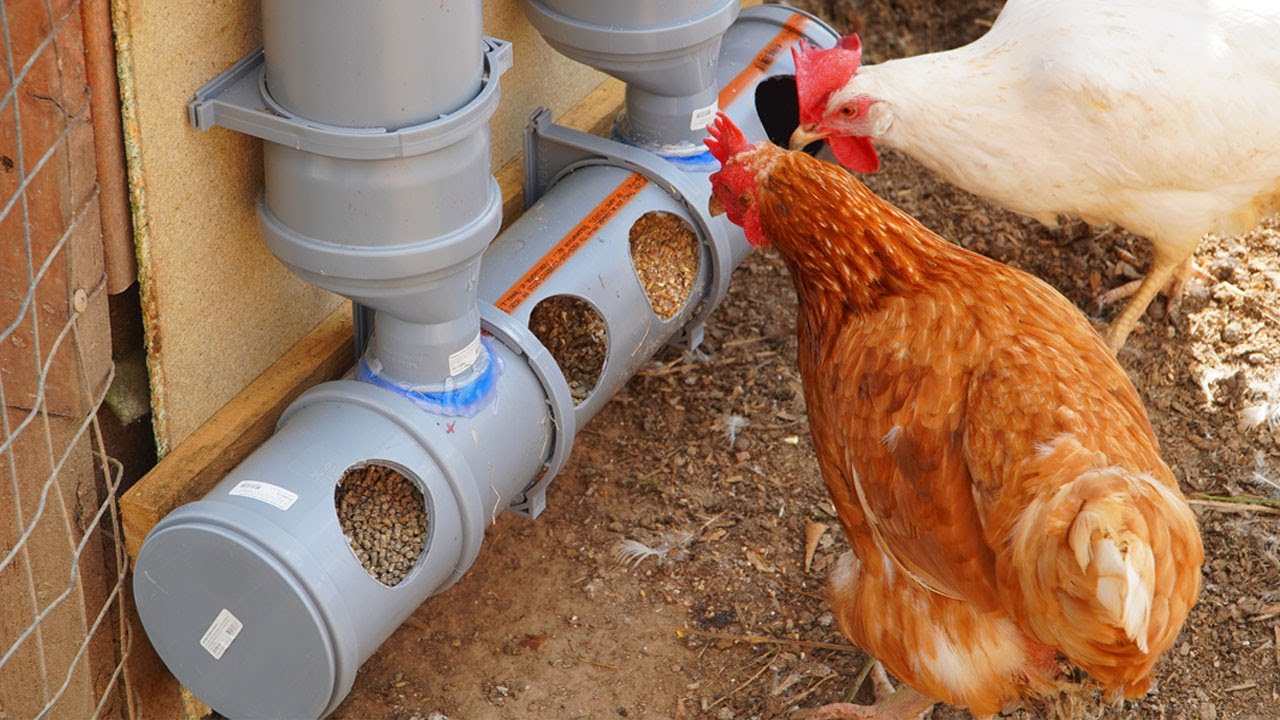 Chicken Pvc Pipe Feeder At Beth Anker Blog