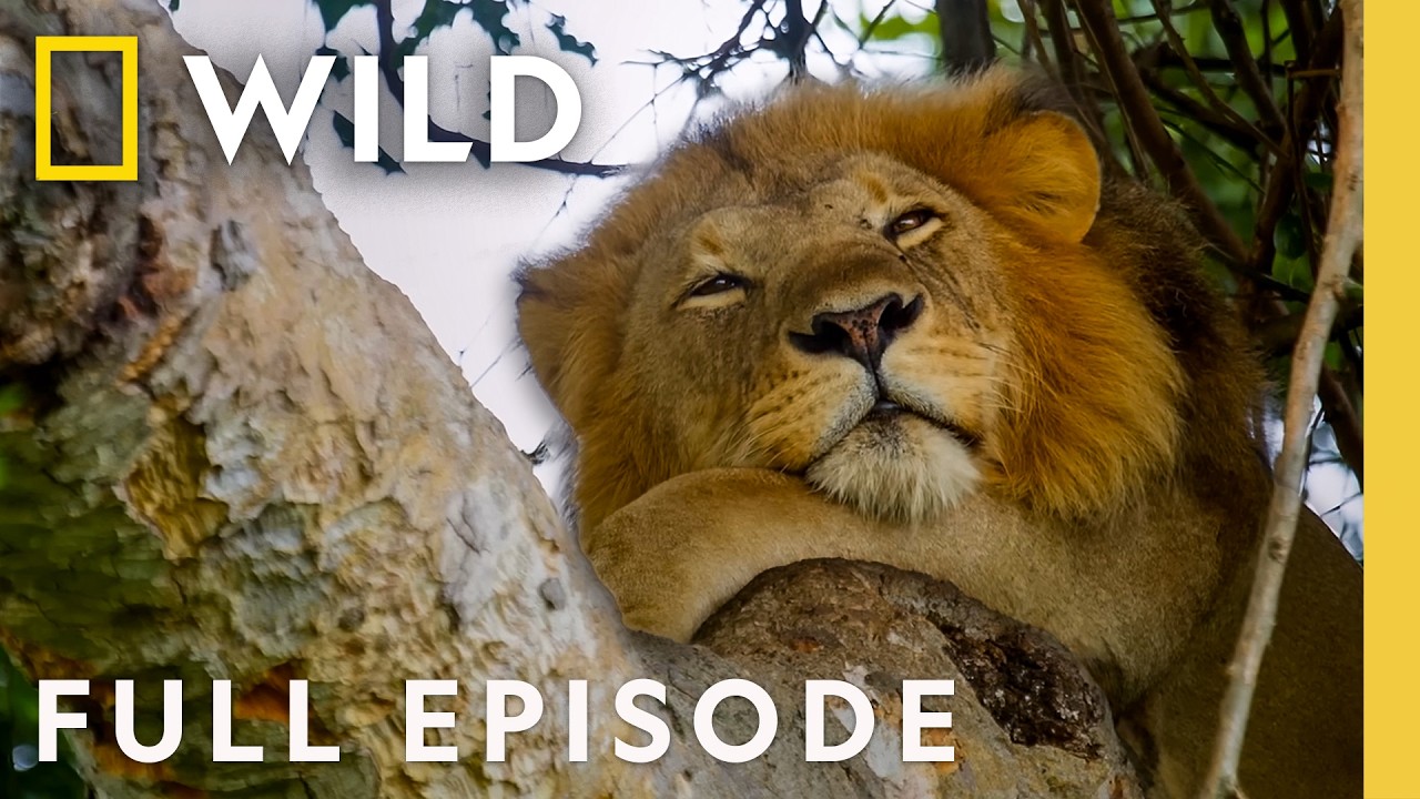 Investigating Tree Climbing Lions Full Episode Special Nat Geo