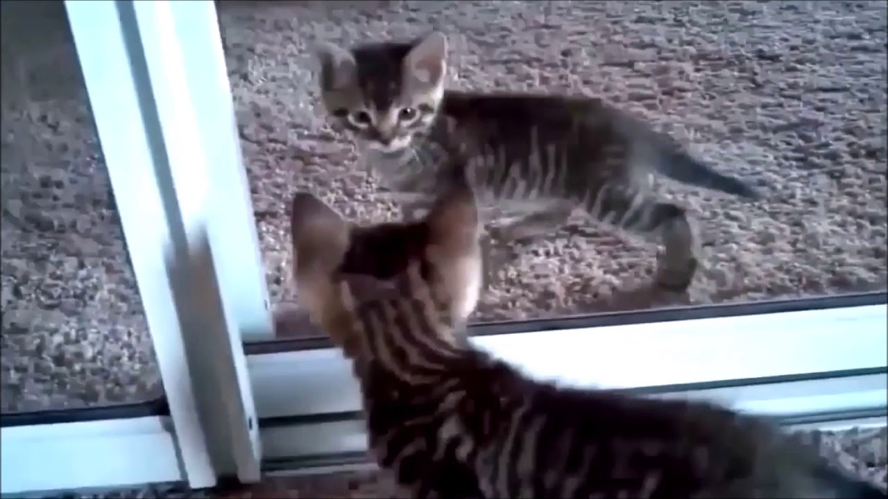Funny Cat Compilation 12 Youtube