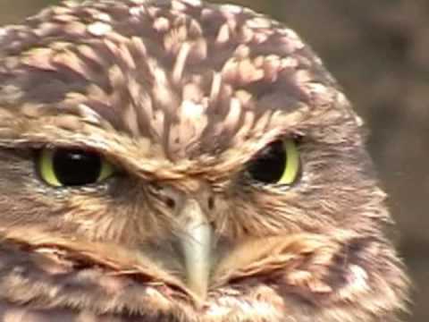 Dramatic Chipmunk Video Gallery Know Your Meme