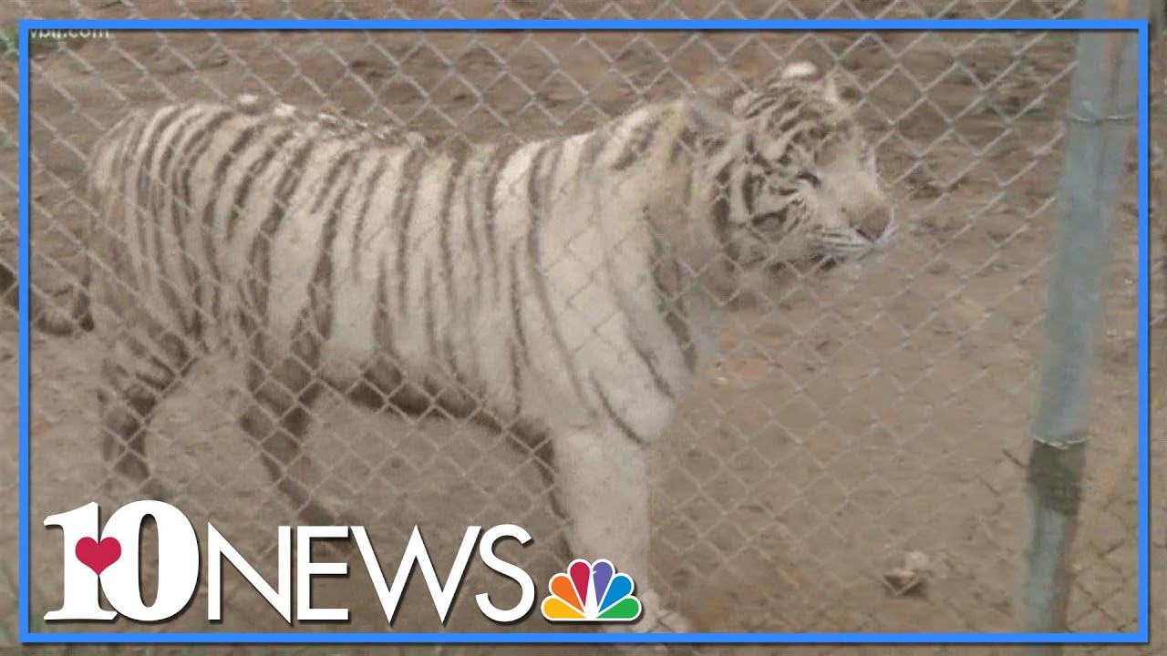 Kenny The Tiger And His Brother