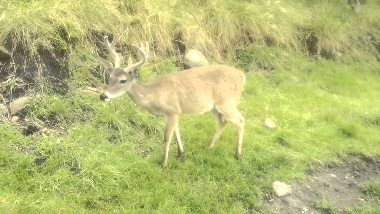 Venado En Sierra De Guadalupe Coacalco Youtube