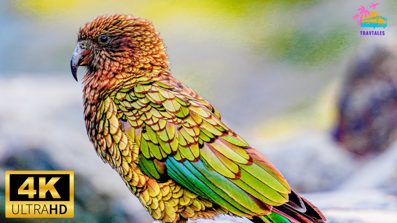 Wild Birds 4k Ultra Hd With Nature Sounds Colorfull Neature Youtube