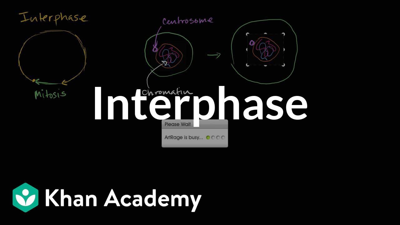 Interphase Cells Mcat Khan Academy Youtube