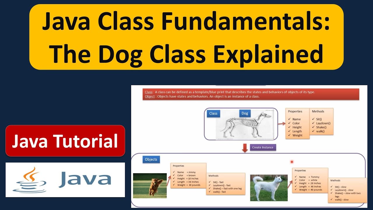 Java Class Fundamentals The Dog Class Explained Java Class Java