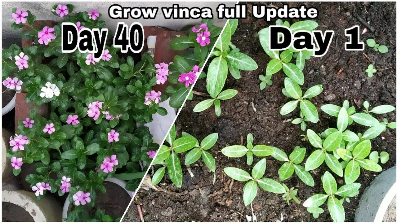 How To Grow Vinca Or Periwinkle From Seeds With Update Youtube