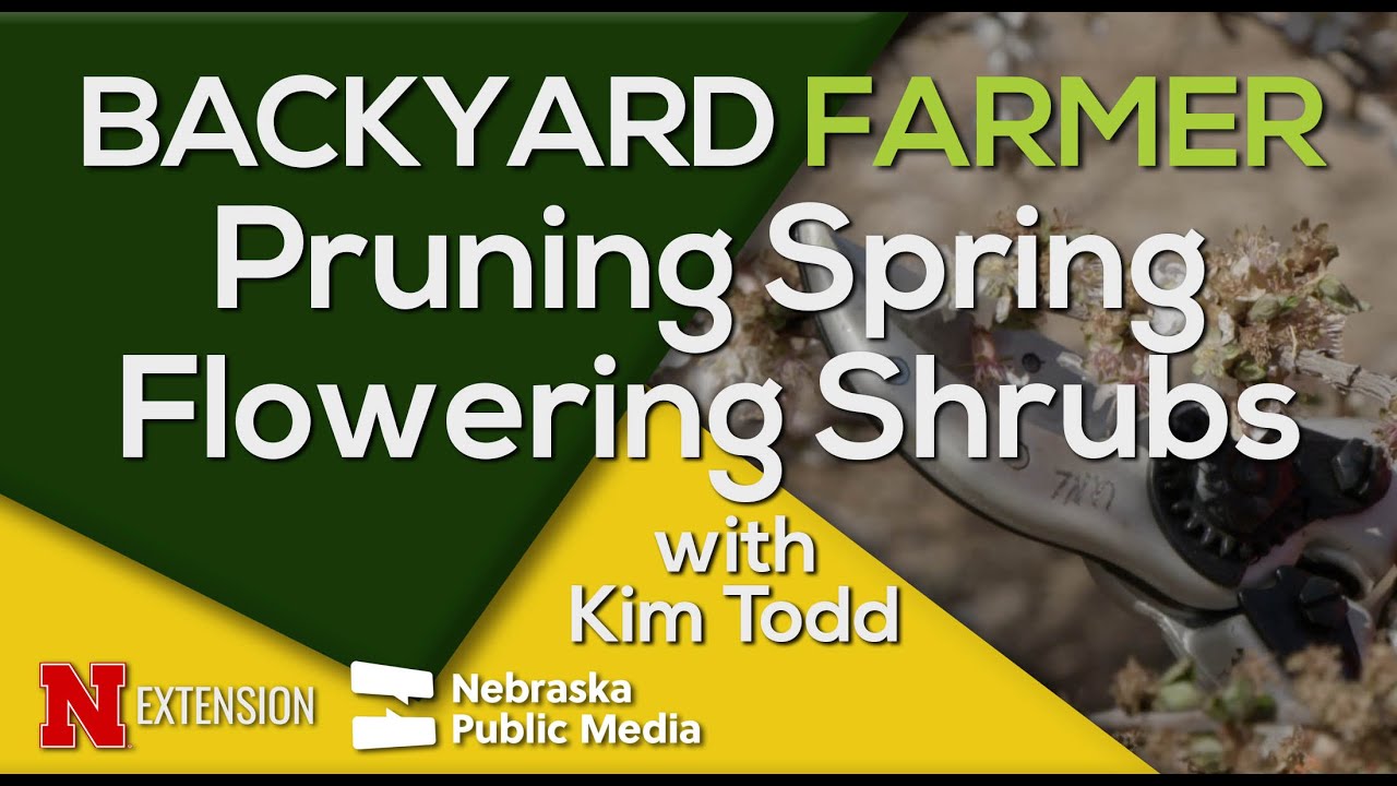 Pruning Spring Flowering Shrubs Youtube