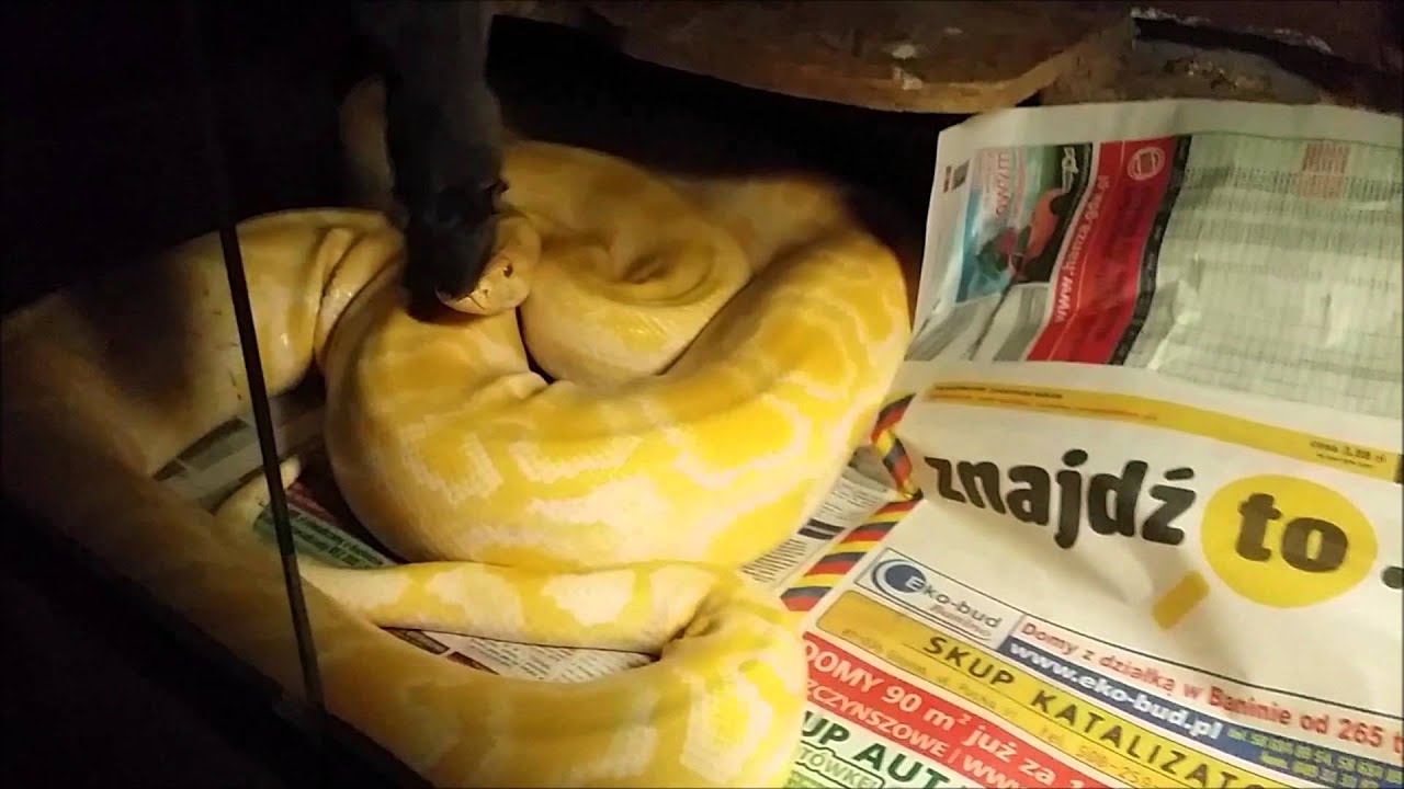 Burmese Python Attack Youtube