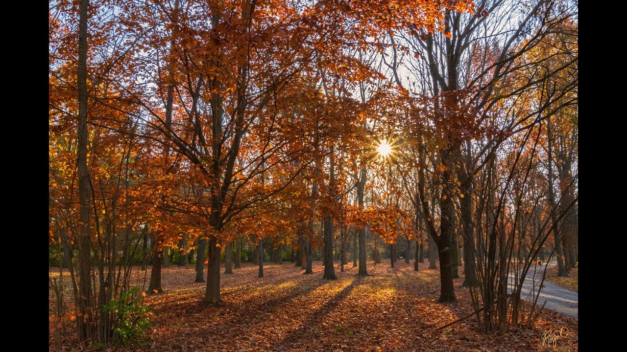 Random Treescape Scenes With Nature Sounds And Birds Singing For