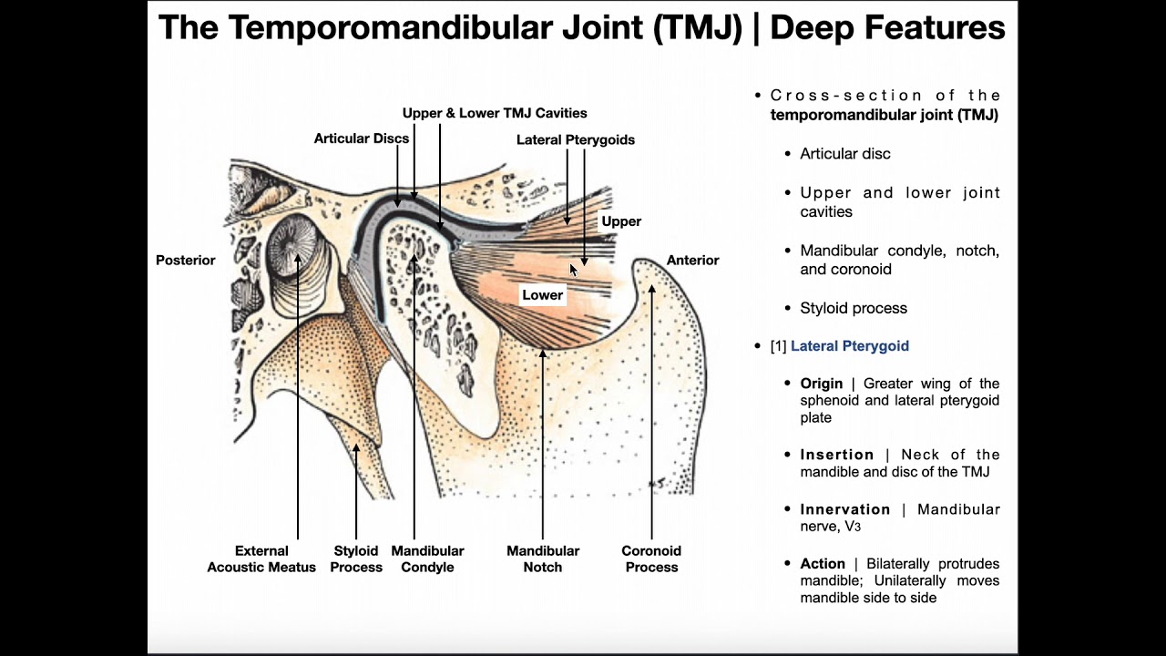 Tmj Anatomy Diagram Dentistry Lectures For Mfds Mjdf Nbde Ore Anatomy