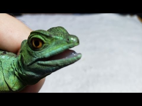 Green Basilisk Lizard Finger Bite Youtube