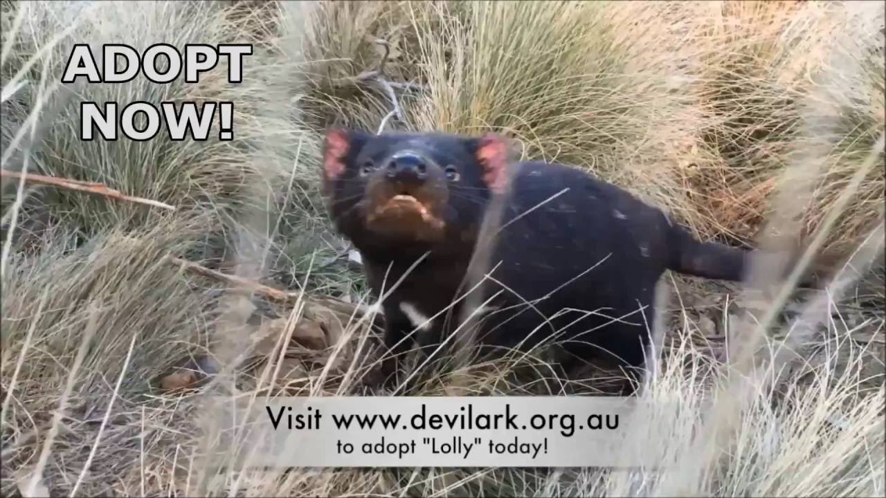 Devil Ark Adopt Lolly Youtube