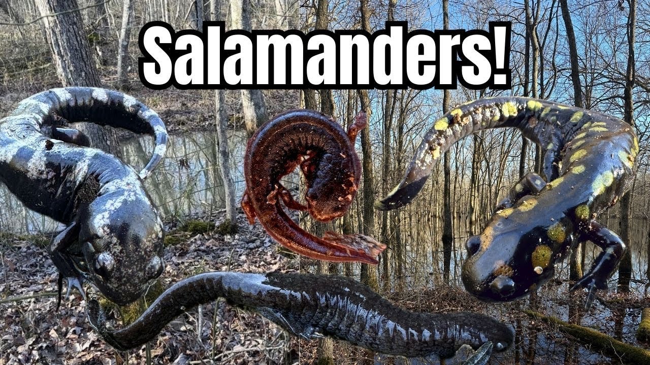 Searching For Rare Salamanders In The Swamp Herping 2024 Youtube