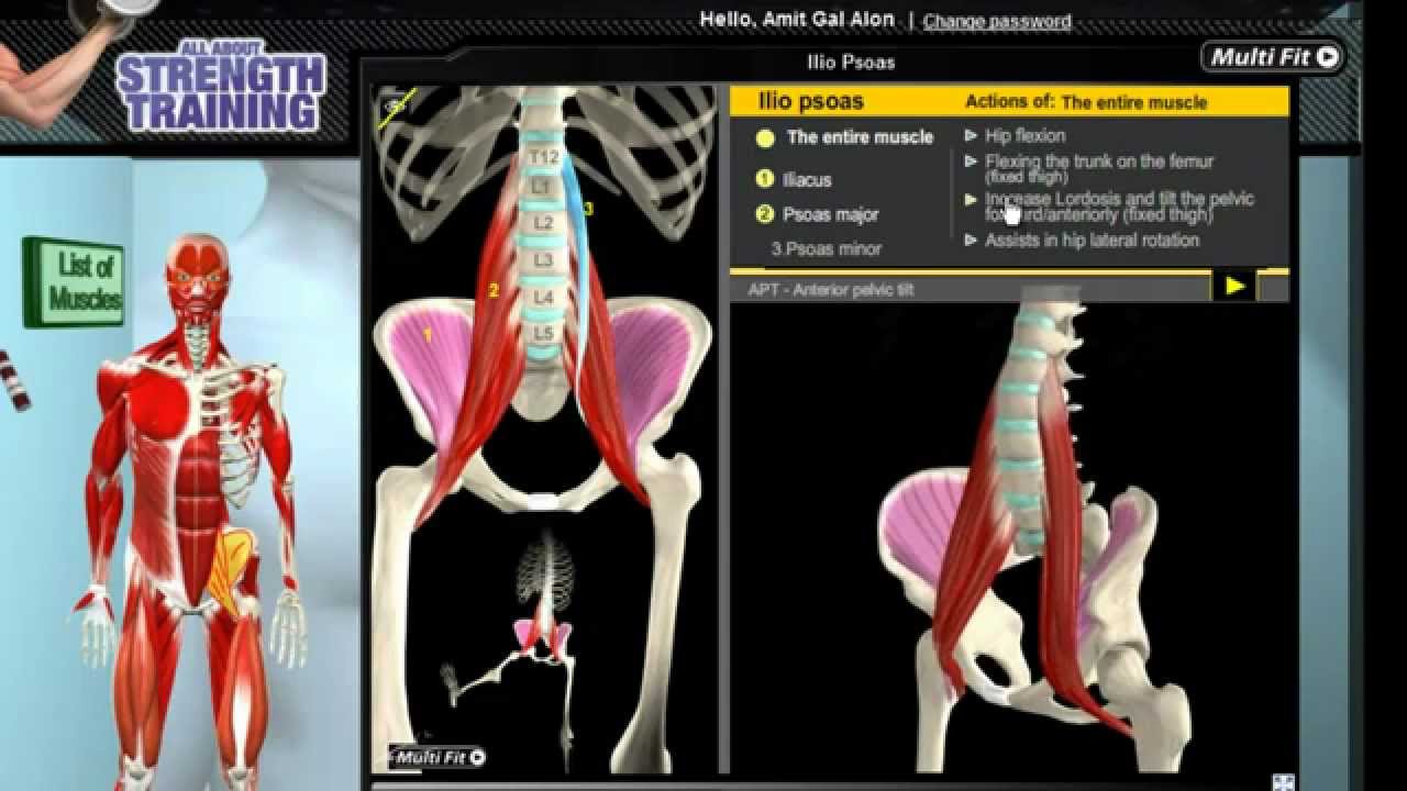 How Iliopsoas Muscles Work 3d Anatomy Of Muscles In Motion Youtube