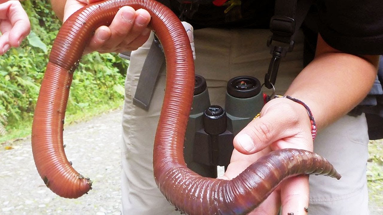 You Have Never Seen Such A Big Earthworm Youtube