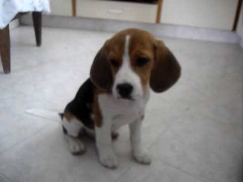 Beagle Youtube