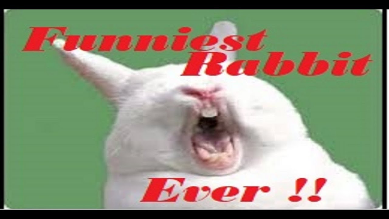 Funniest Rabbit Ever Youtube