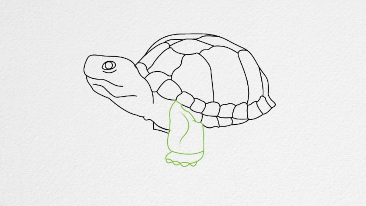 How To Draw A Turtle Step By Step Youtube