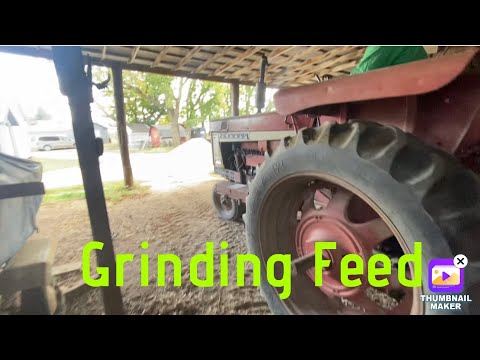 Grinding Feed With A Farmall 656 Youtube