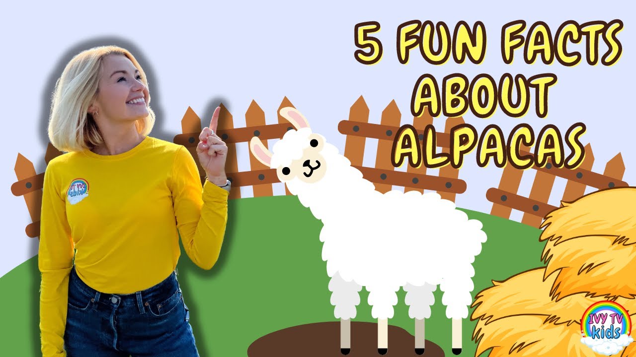 Fun Facts About Alpacas Fun Facts On The Farm Ivy Tv Kids Youtube