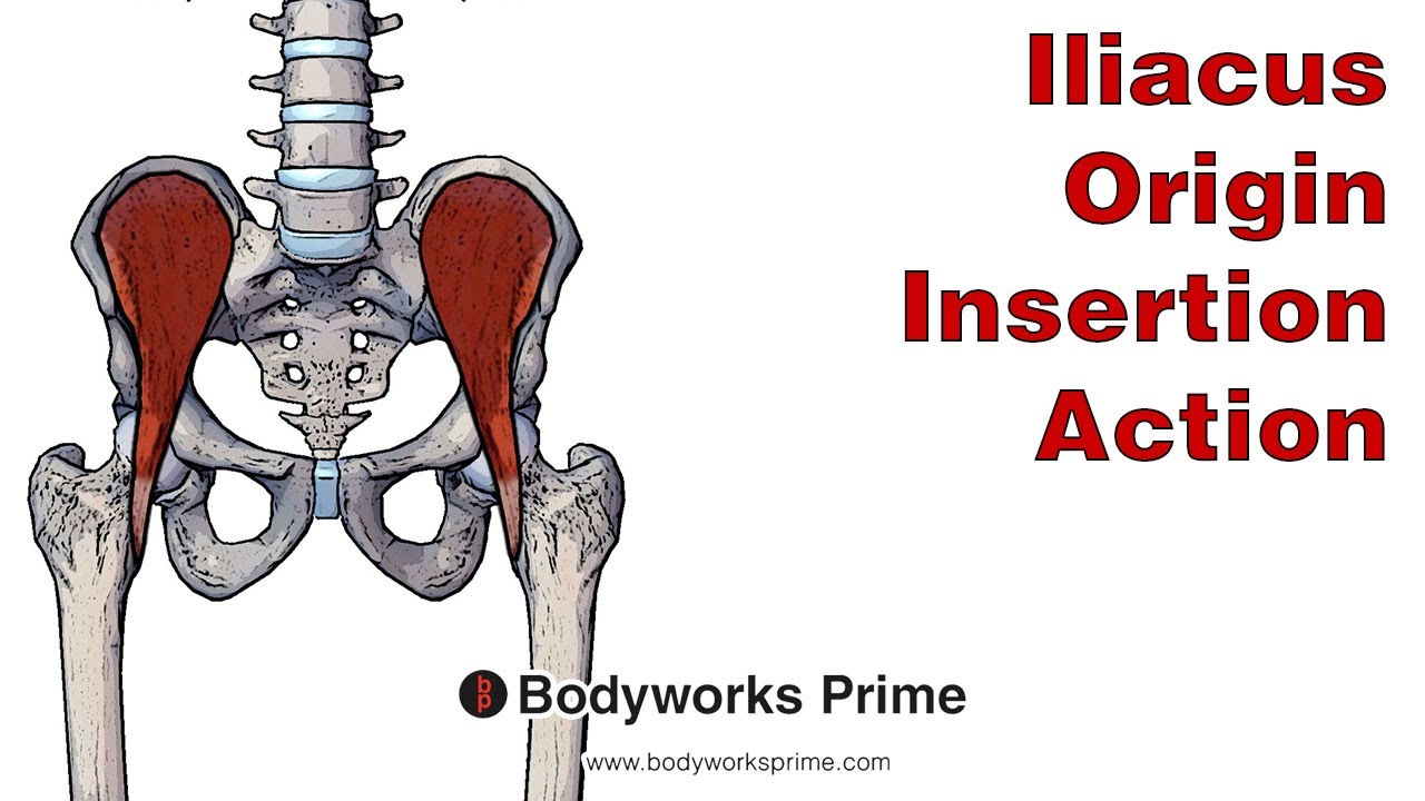 Iliacus Anatomy Origin Insertion Action Youtube