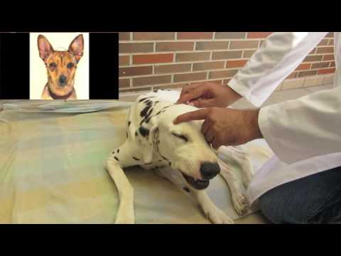 Acupuntura En Veterinaria Técnica De La Acupresión Youtube